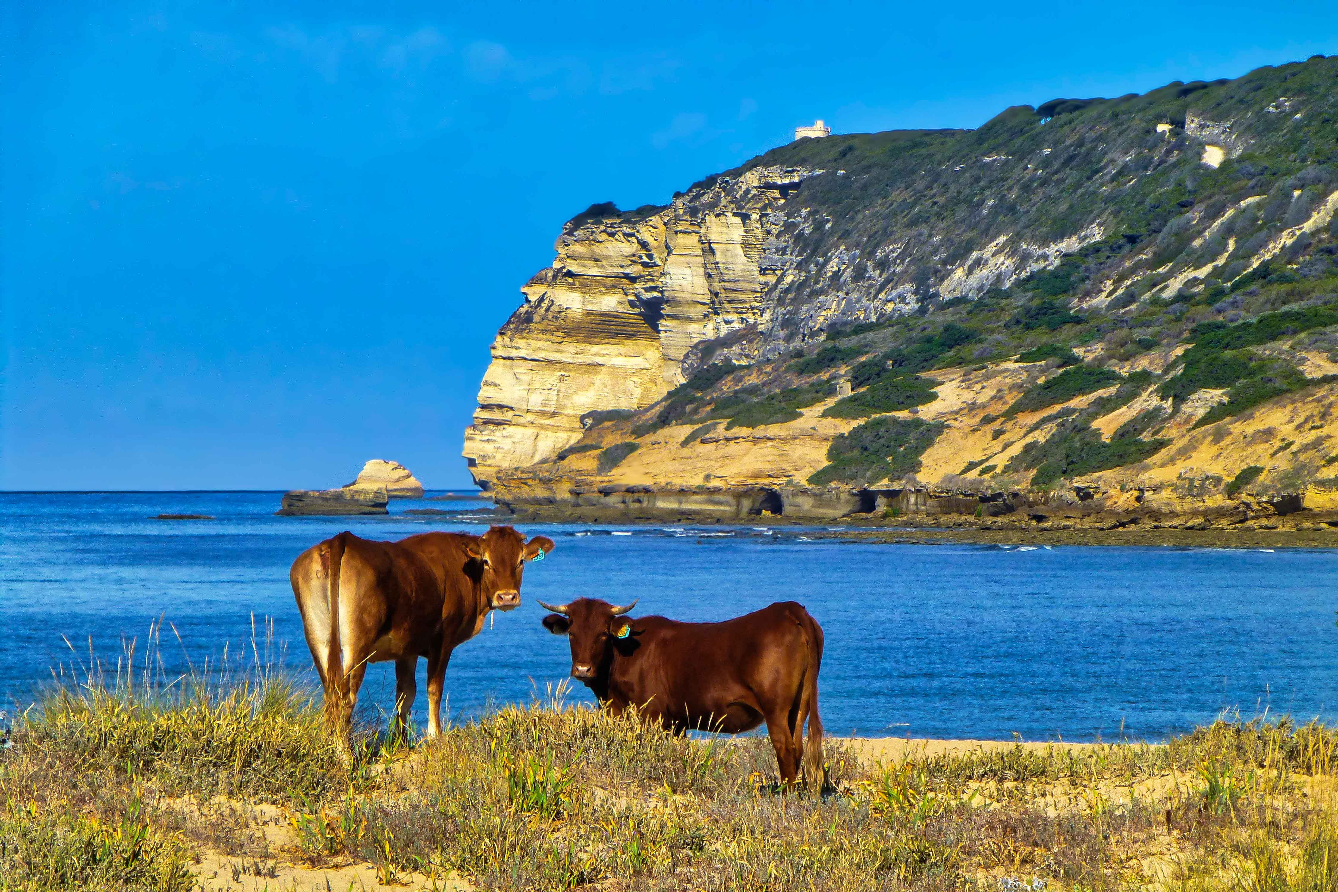 Información sobre Barbate